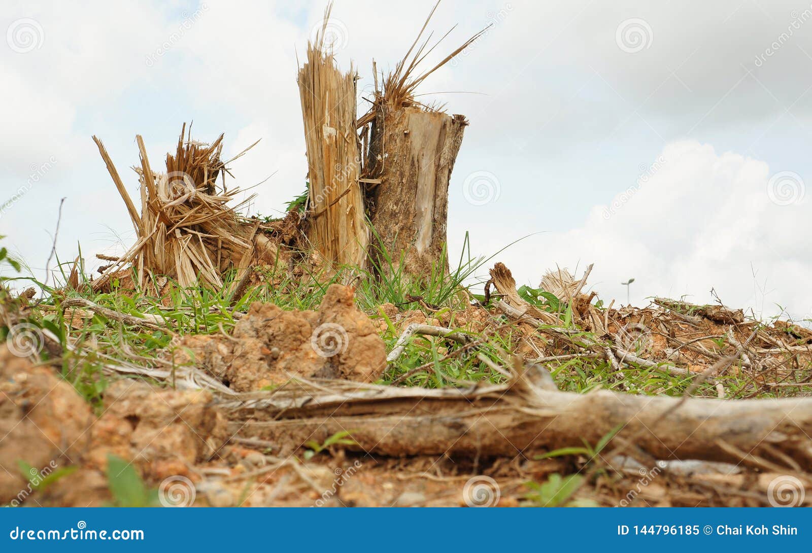 Splinter Tree Stumps after Deforestation Stock Image - Image of sharp ...