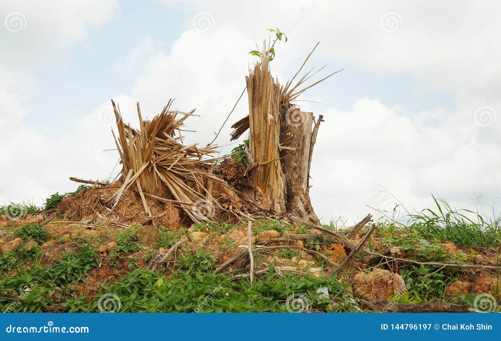 Splinter Tree Stumps after Deforestation Stock Image - Image of sharp ...