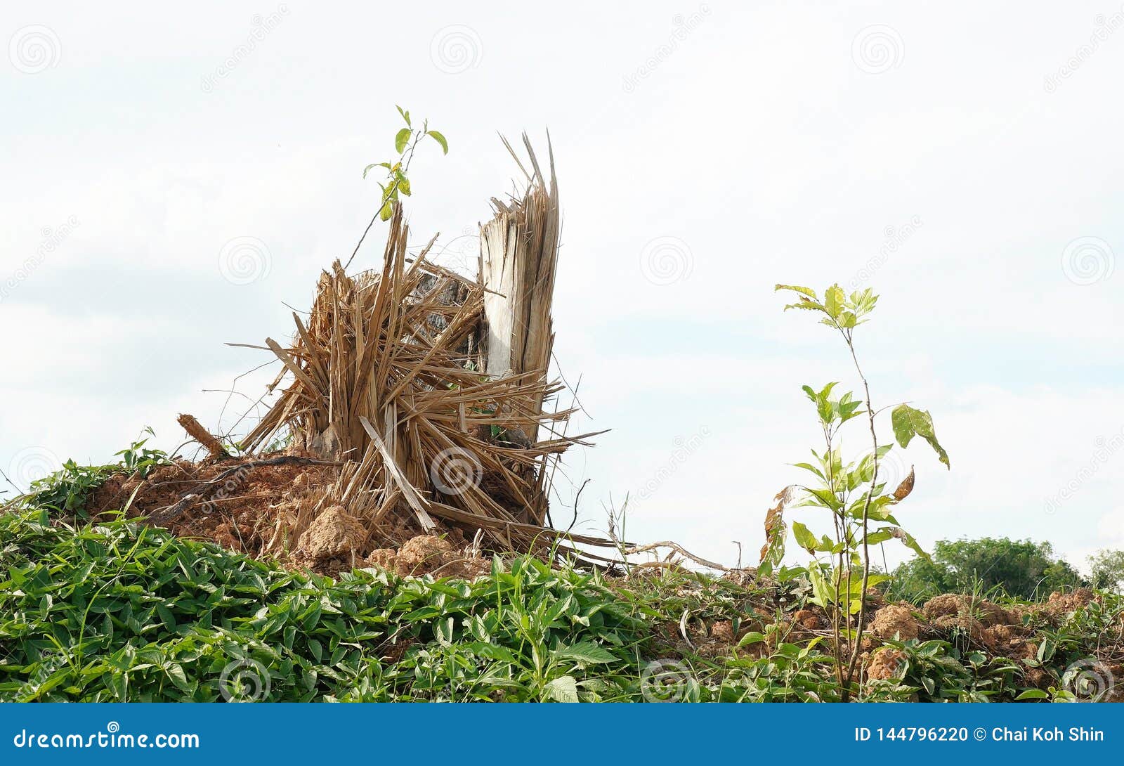 Splinter Tree Stumps after Deforestation Stock Photo - Image of tree ...