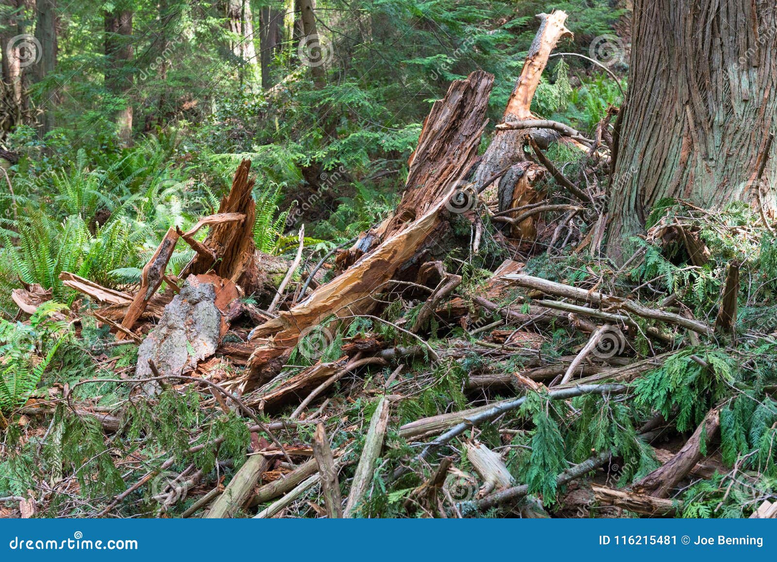 The Remains of a Tree stock image. Image of rain, pure - 116215481