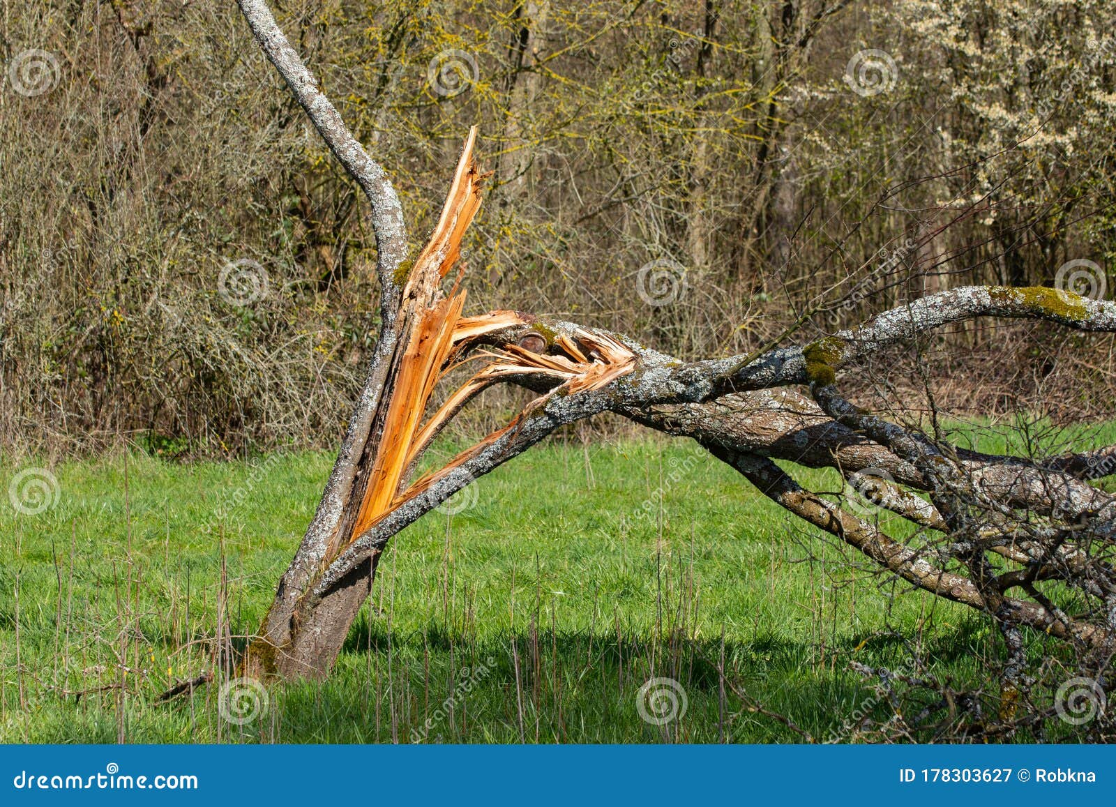 Splintered Tree
