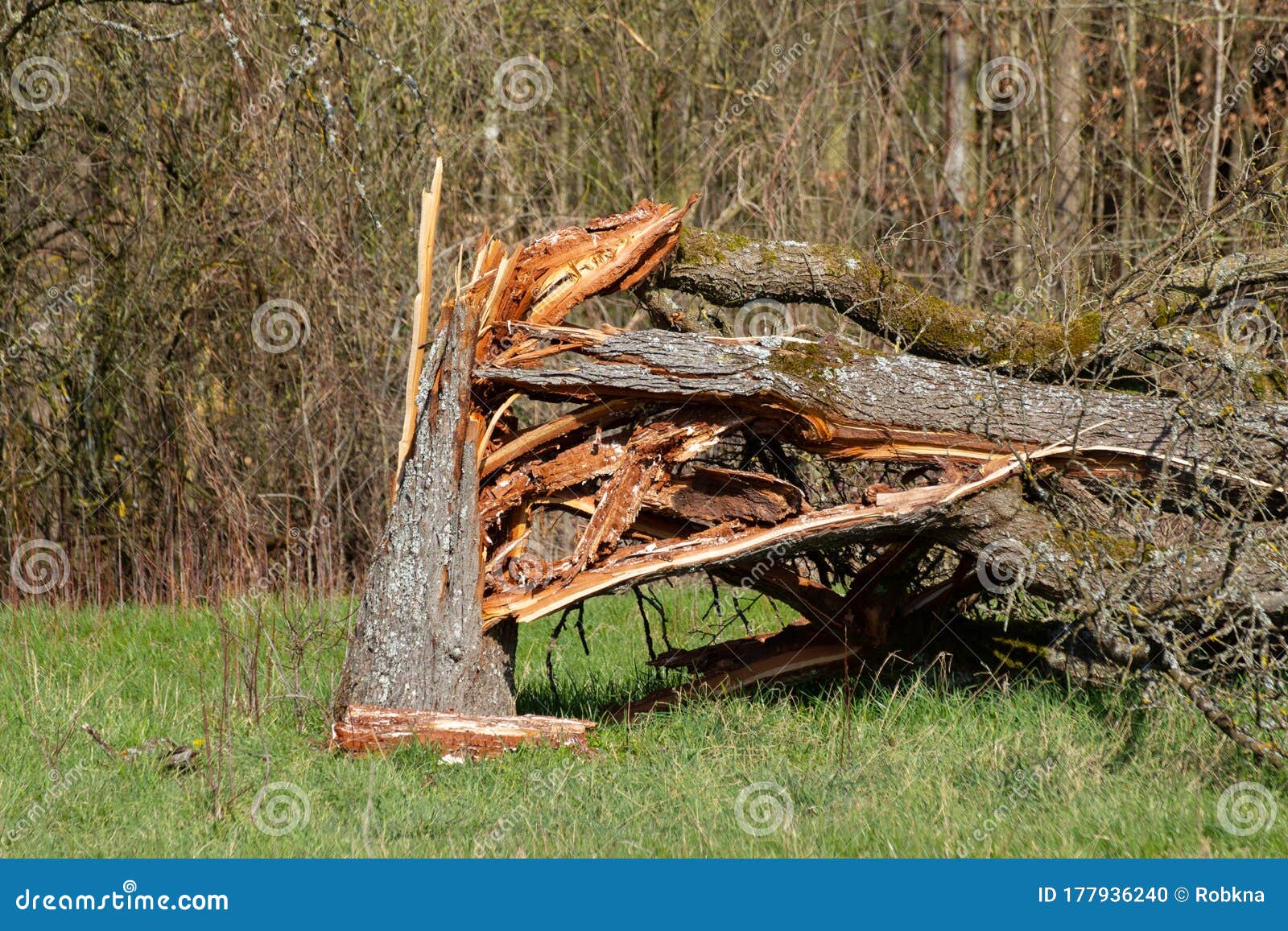 Splintered Tree Trunk that Fell during a Storm Stock Photo - Image of ...