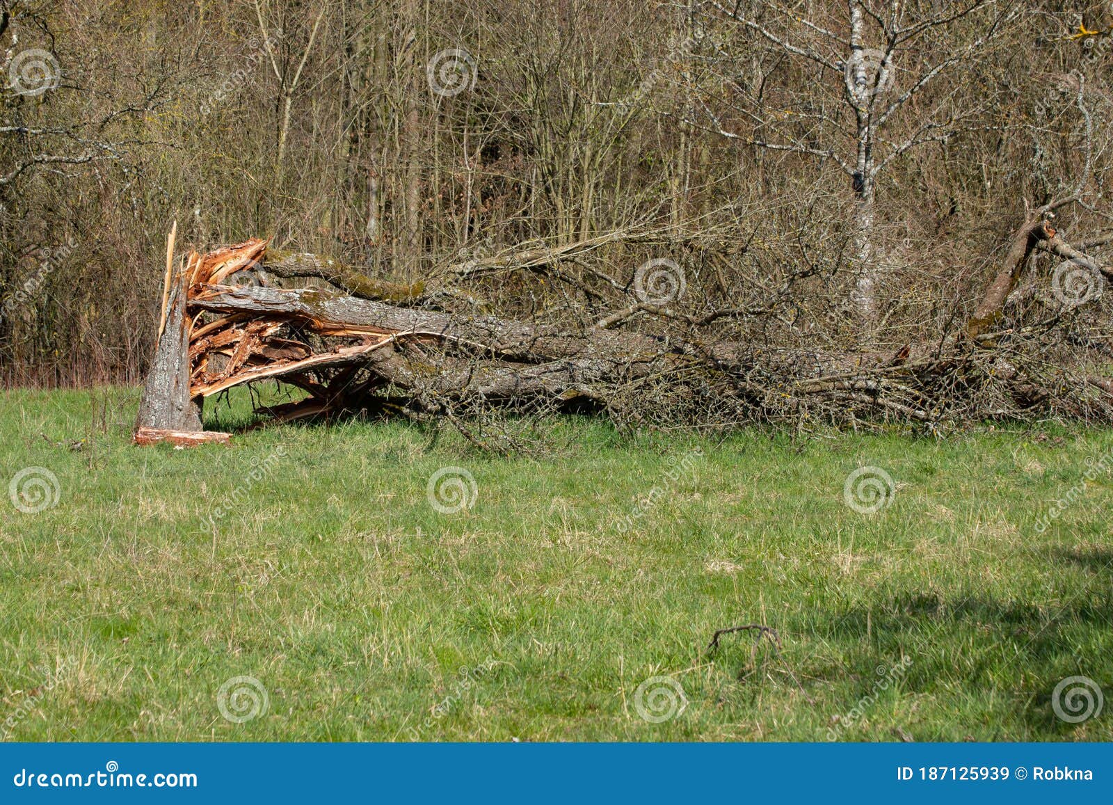 Splintered Tree Trunk that Fell during a Storm Stock Image - Image of ...