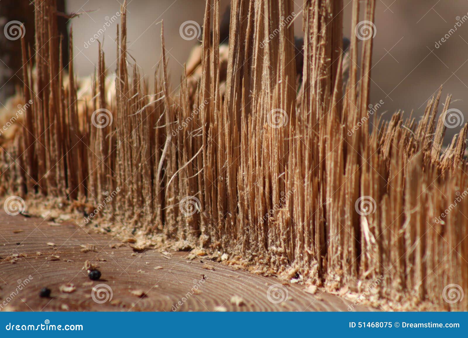 Splintered tree stock image. Image of timber, fallen - 51468075