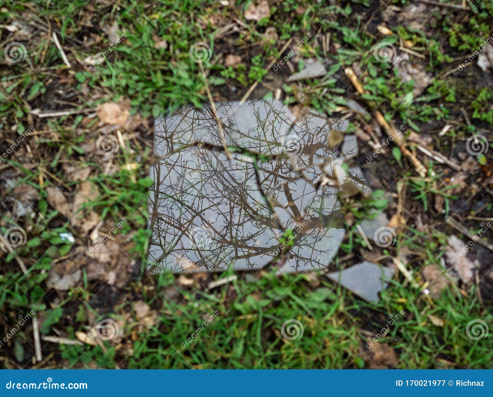 Splinters of the Broken Glass Lie on a Green Grass. in the Broken Glass ...