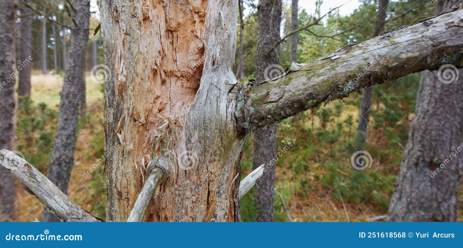 Splinters, Cracks and Moss on Big Broken Tree Trunk in a Park or Forest ...