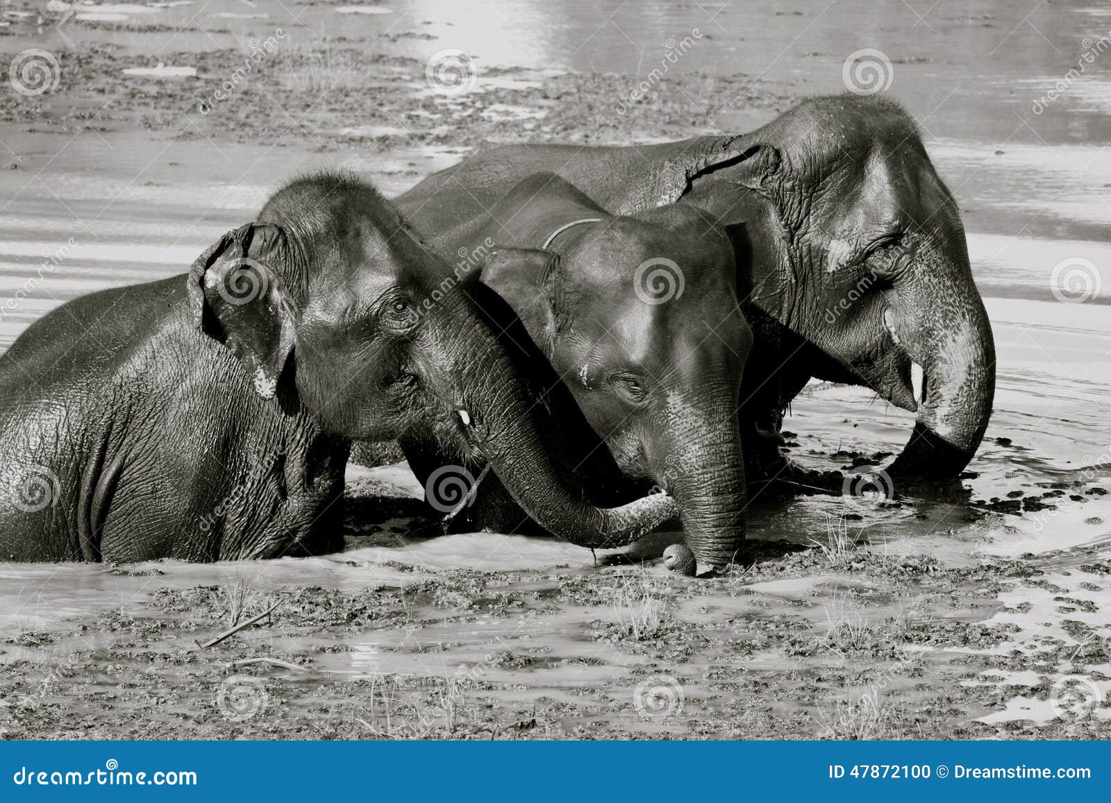 Splish Splash stock photo. Image of wildlife, nature - 47872100