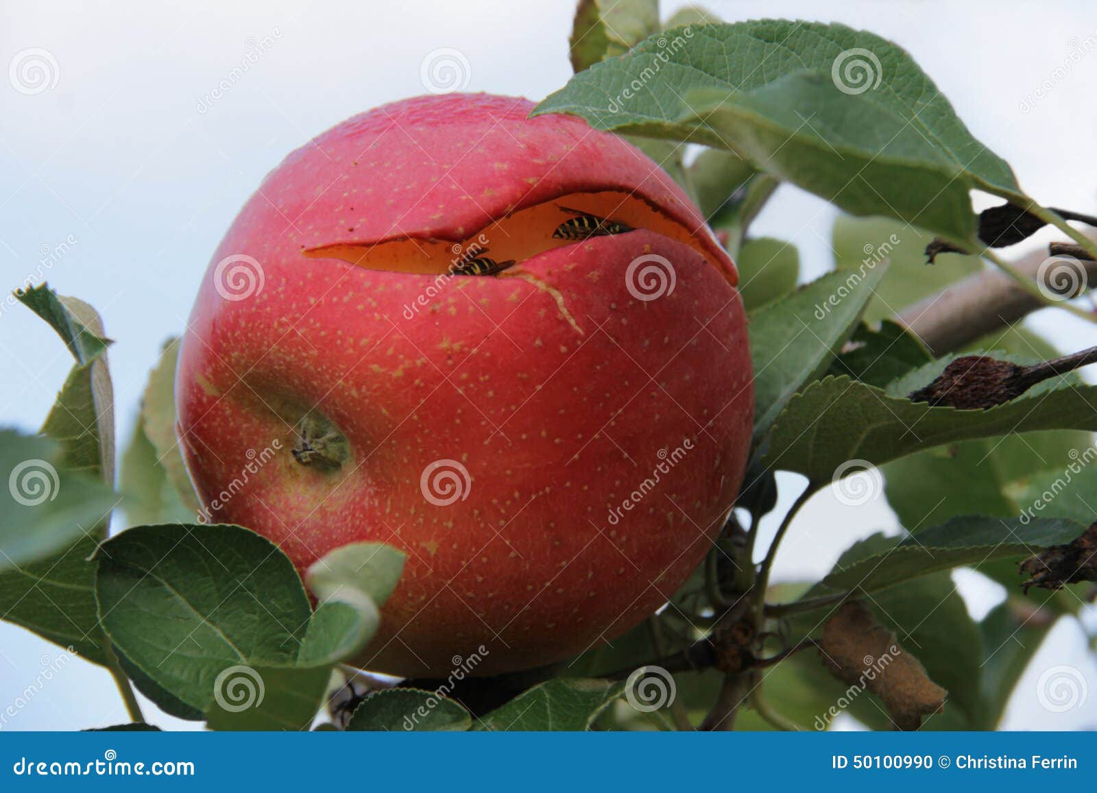 Split Apple on a Branch with Yellow Jackets Stock Photo - Image of ...