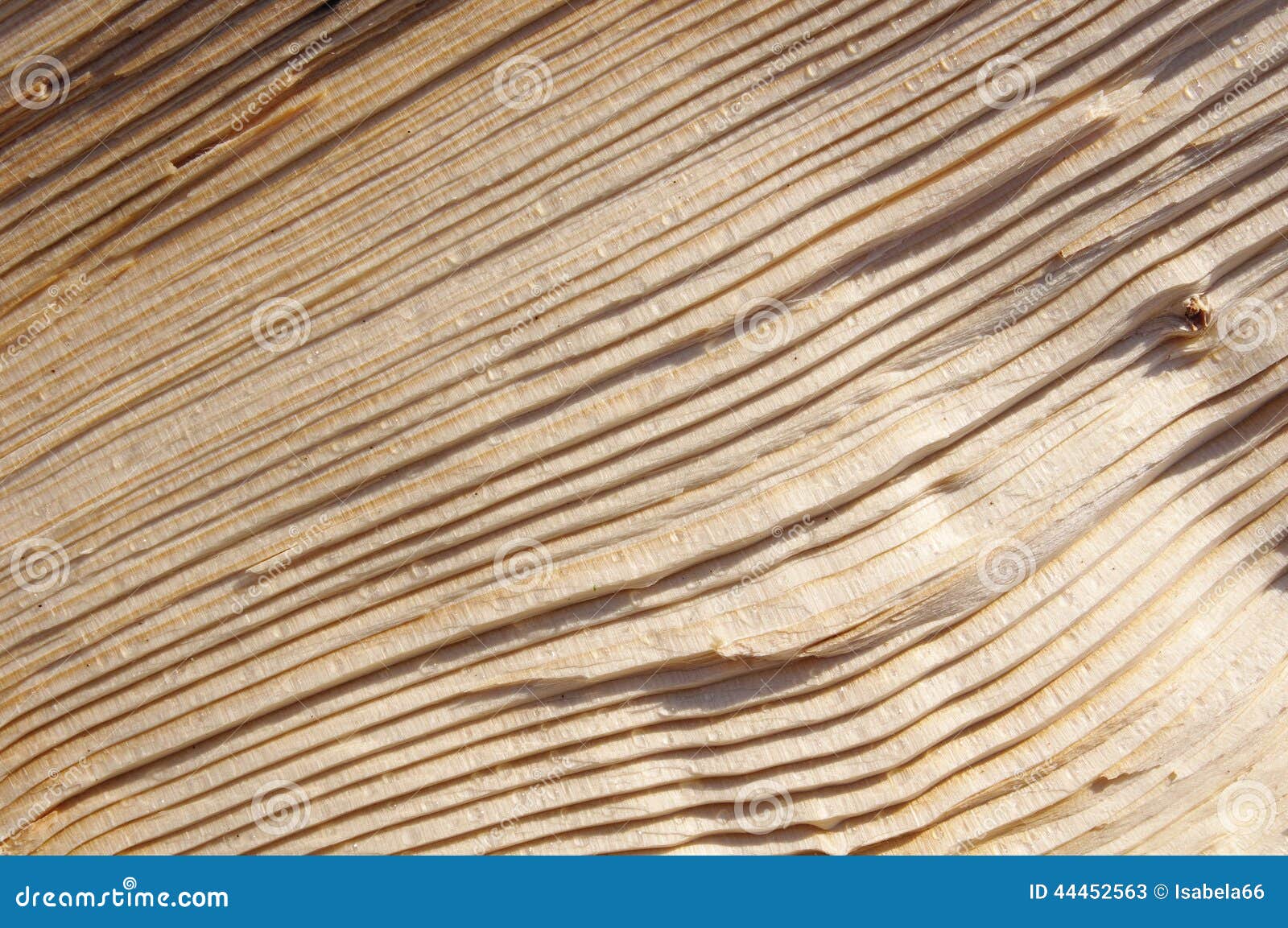 Split beech log texture stock image. Image of material - 44452563