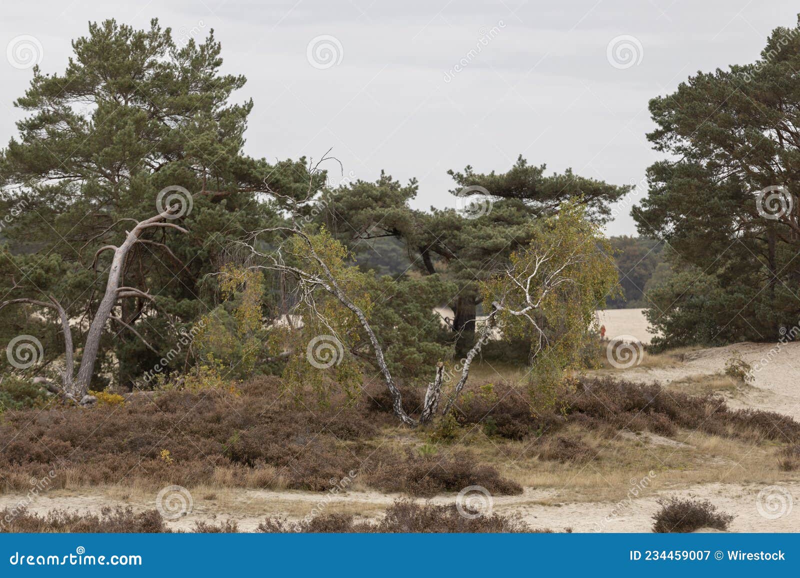 Unique Dutch Natural Phenomenon of Sandbank Drift Plain. Stock Image ...