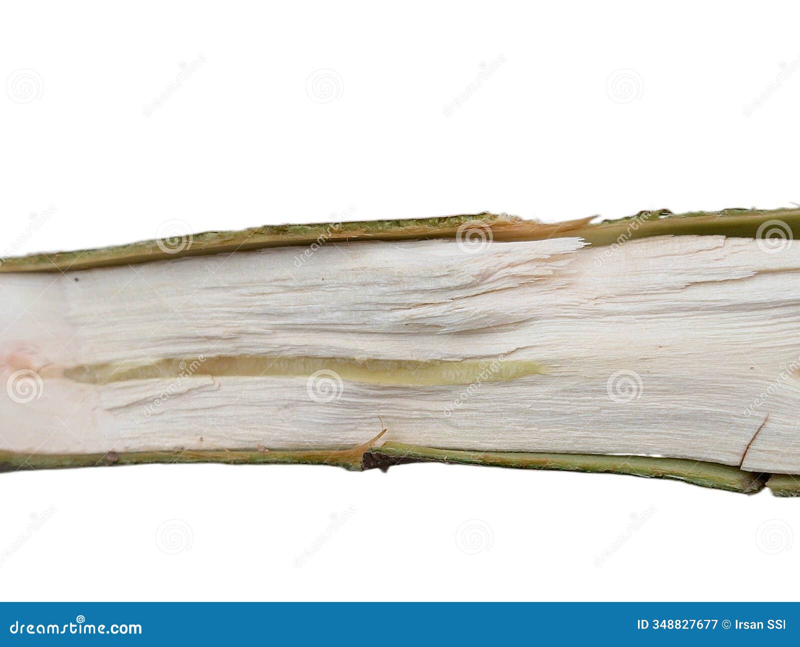 Split Branch: a Glimpse Inside Stock Illustration - Illustration of ...