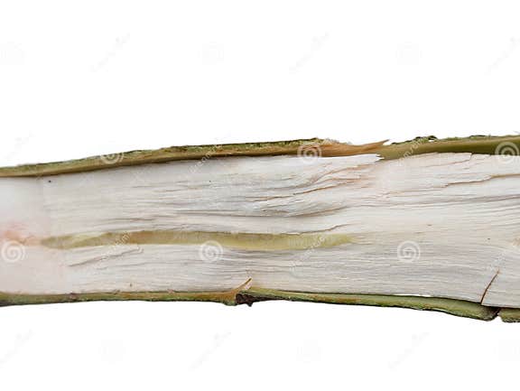 Split Branch: a Glimpse Inside Stock Illustration - Illustration of ...