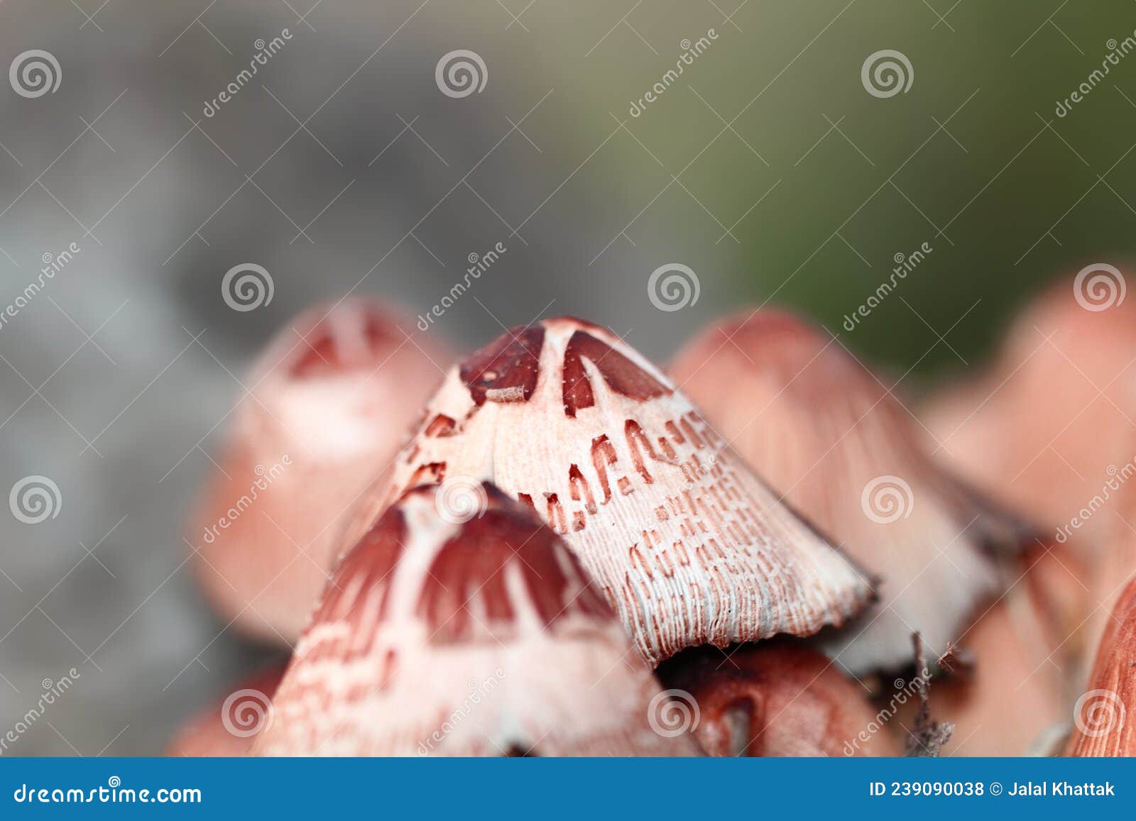 Split cap mushroom stock photo. Image of face, split - 239090038