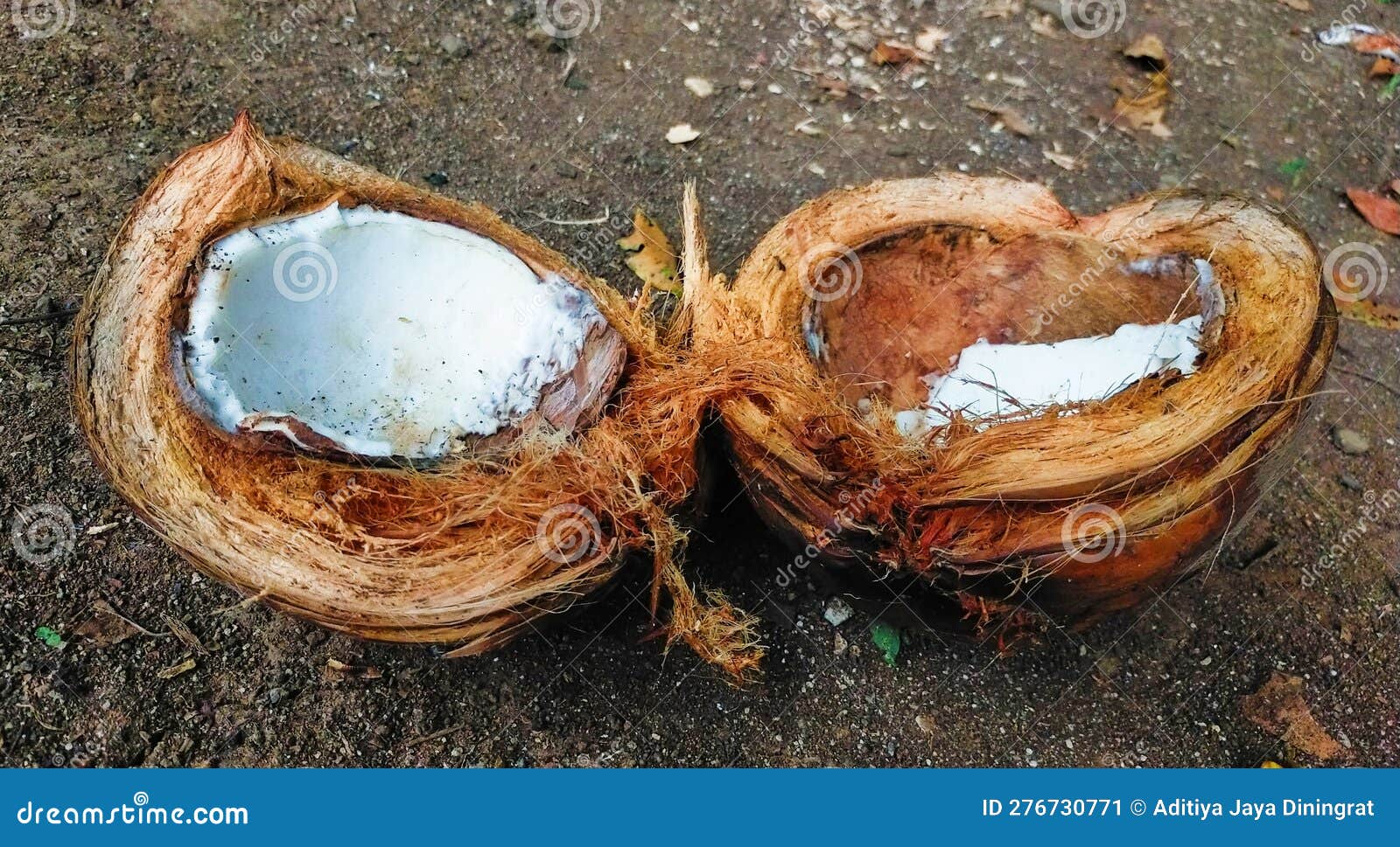 How To Split A Coconut? Stock Image | CartoonDealer.com #73659925