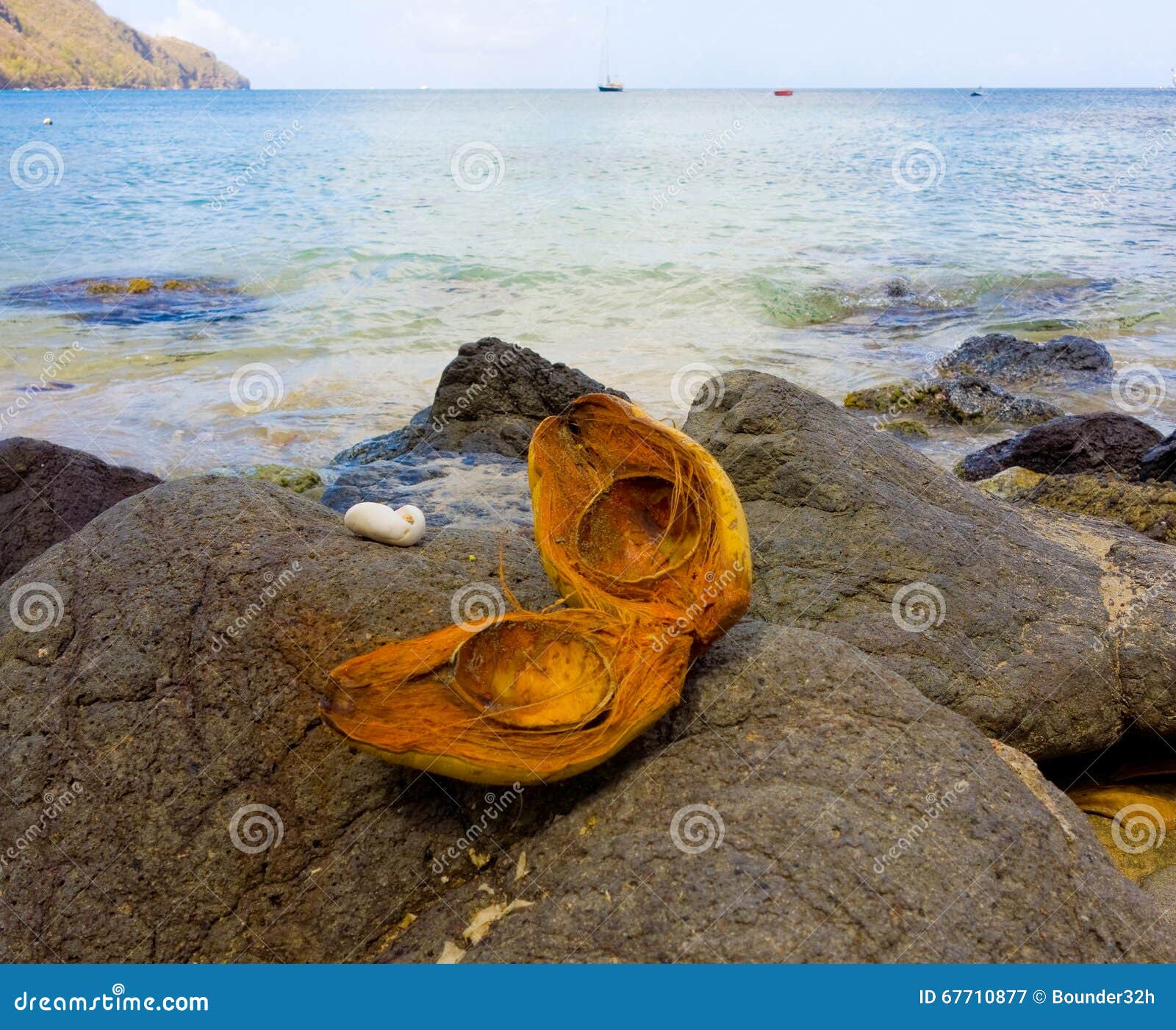 A Split Coconut Shell in the Windward Islands Stock Image - Image of ...