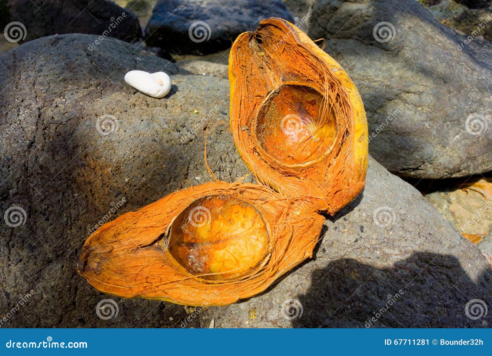A Split Coconut Shell in the Windward Islands Stock Image - Image of ...