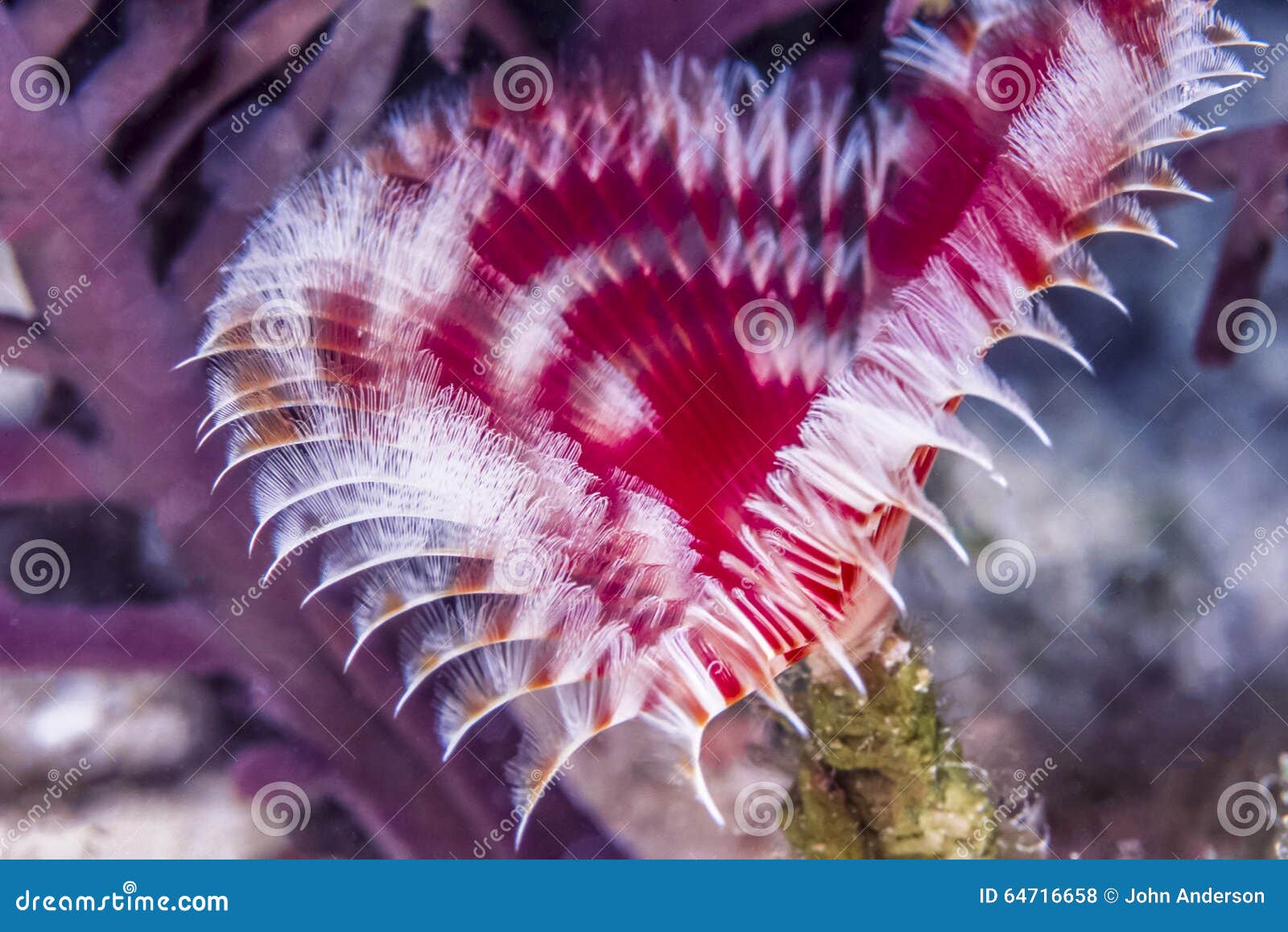 Split Crown Feather Duster Anamobaea Orstedii Stock Photos - Free ...