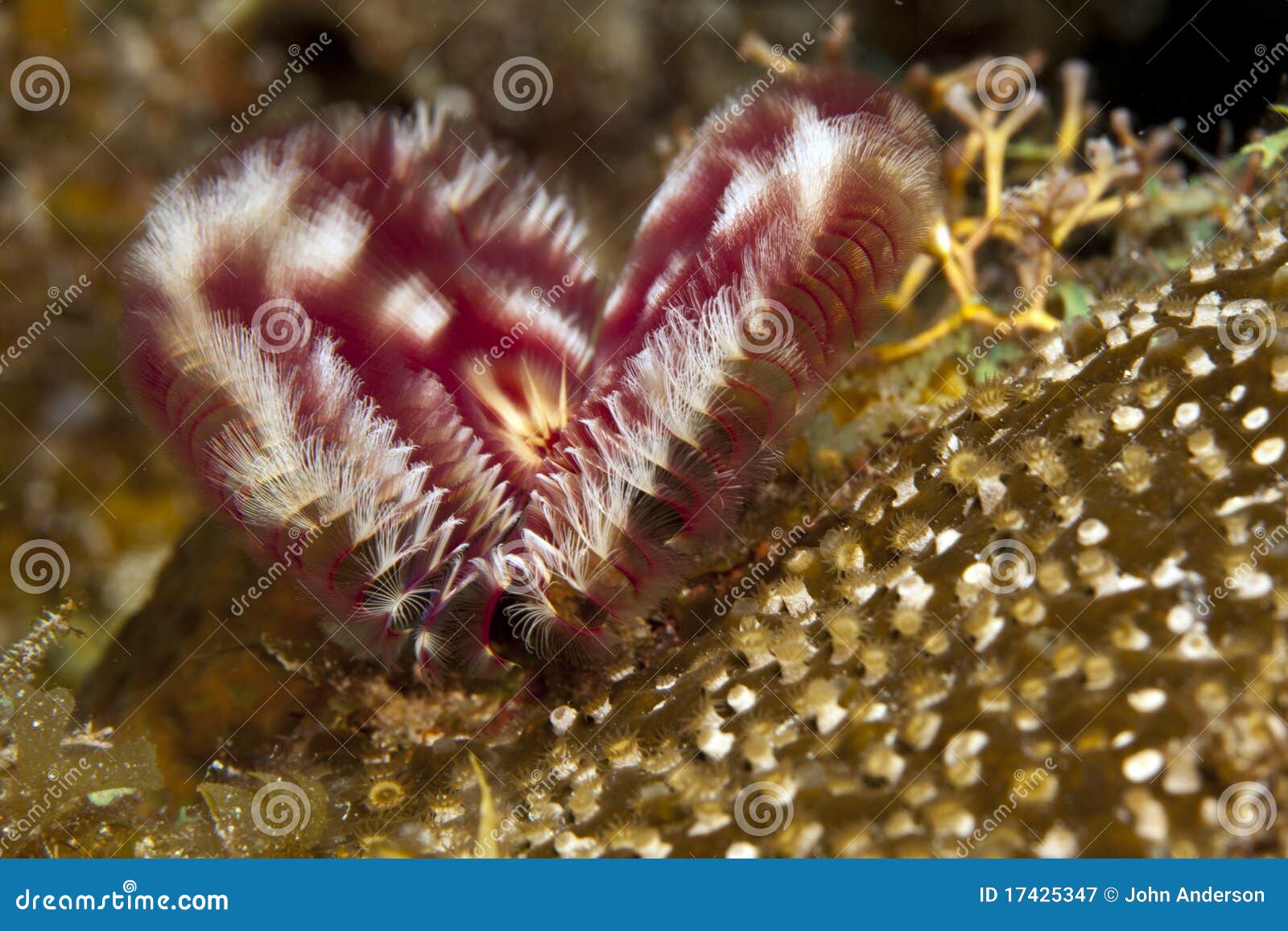 Split-crown Feather Duster Worm Stock Image - Image of honduras ...