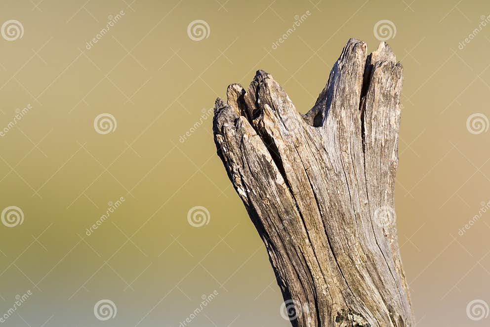 Split, damaged tree limb stock photo. Image of trunk - 77089400