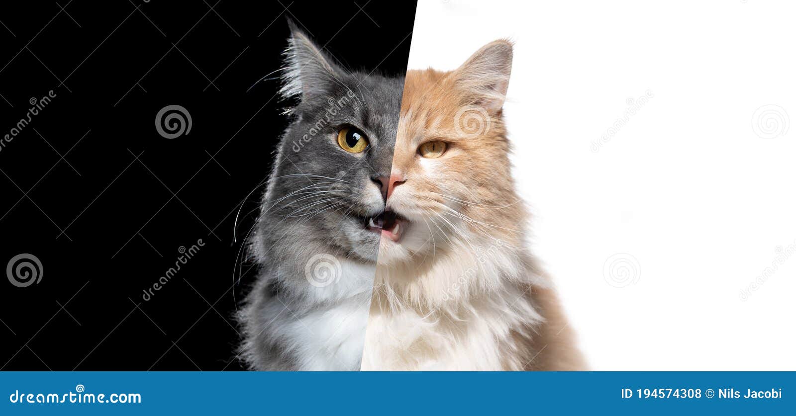 Split Face of Two Different Cat Colors Stock Photo - Image of studio ...