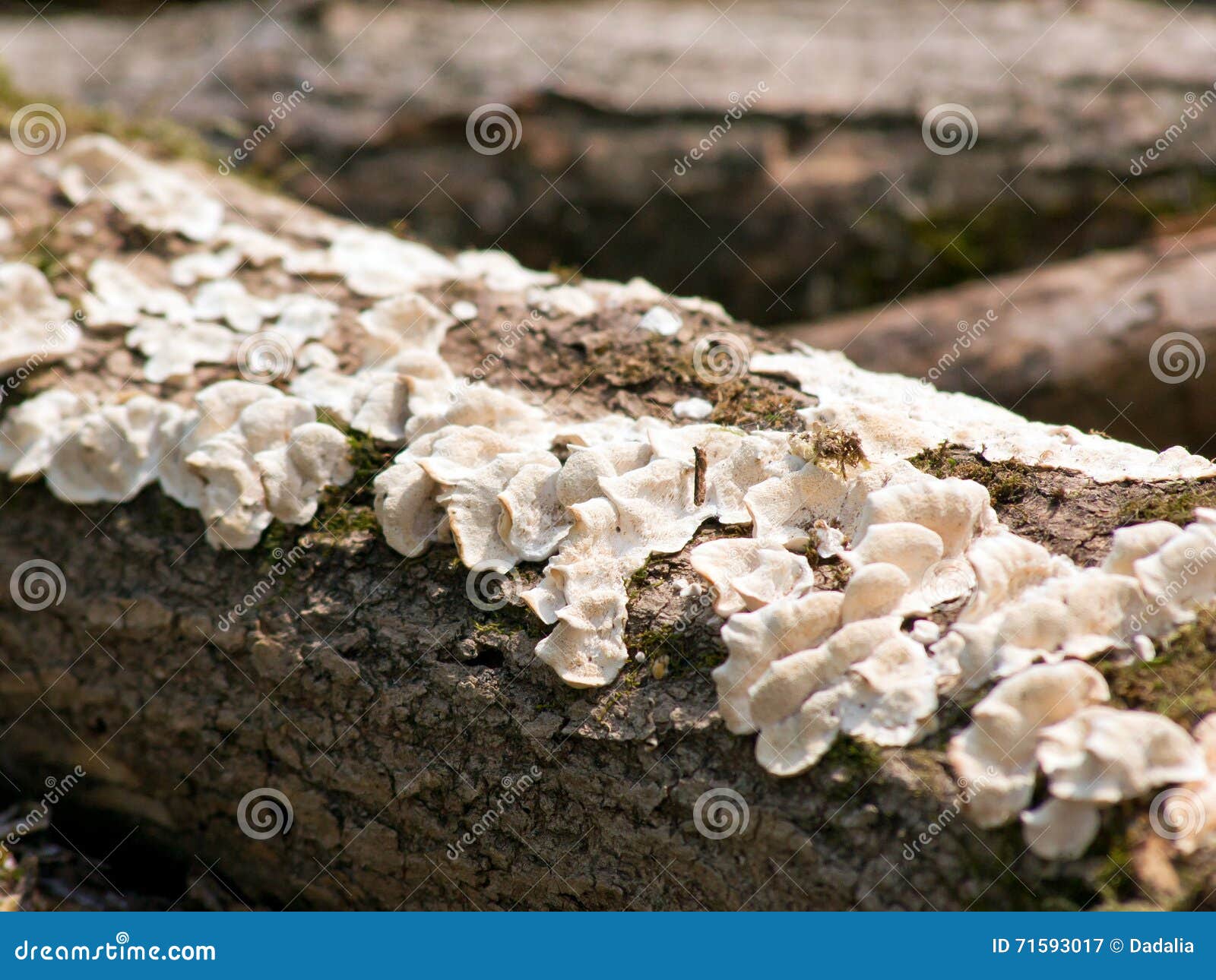 129 Split Gill Fungus Stock Photos - Free & Royalty-Free Stock Photos ...