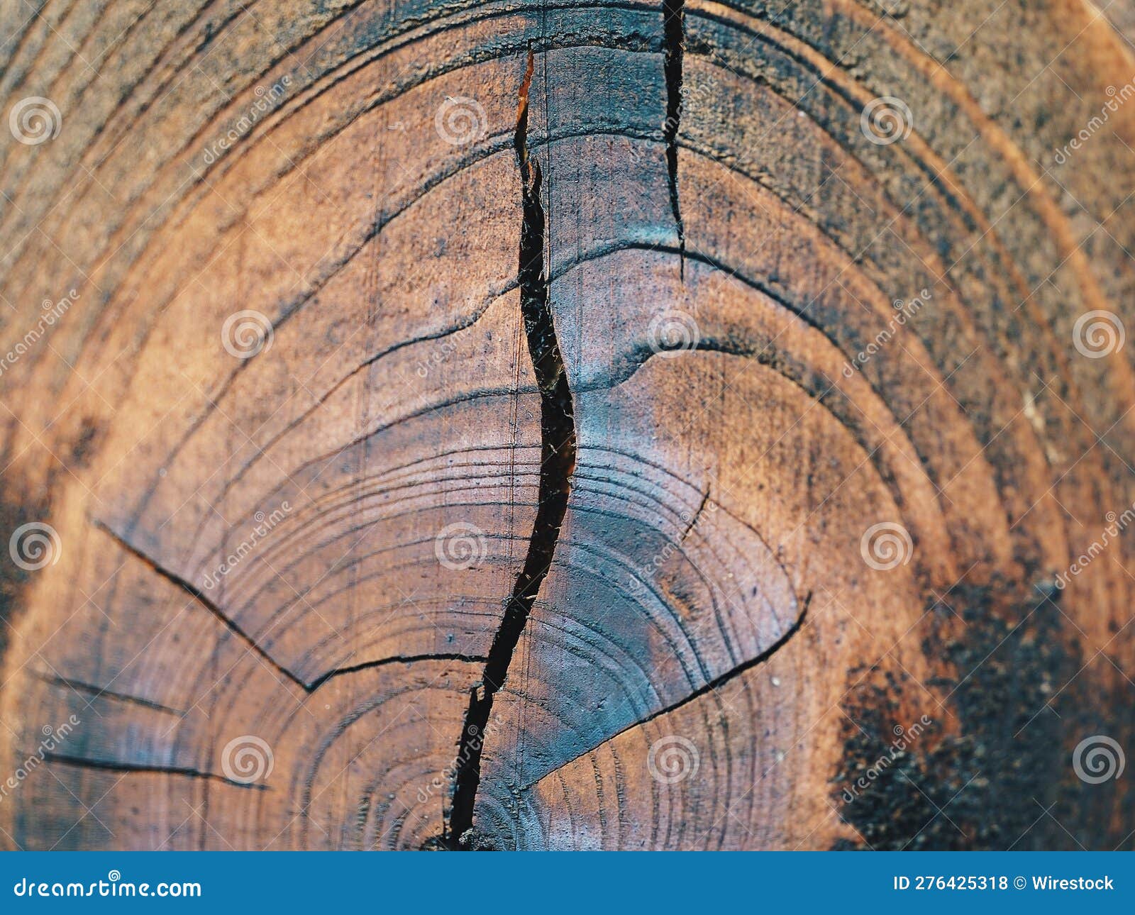 A Split in Half Log Showing What it Was and How To Fix Stock Photo ...