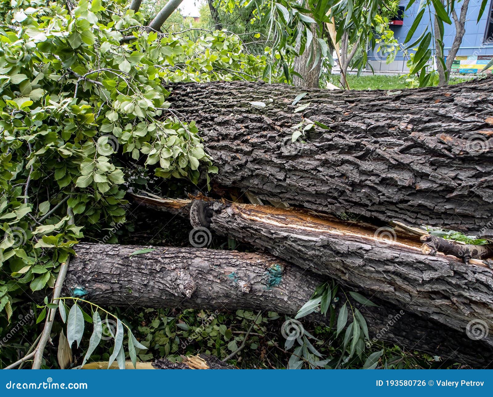 Split in Half Trunk of a Broken Tree during a Strong Wind in the City ...