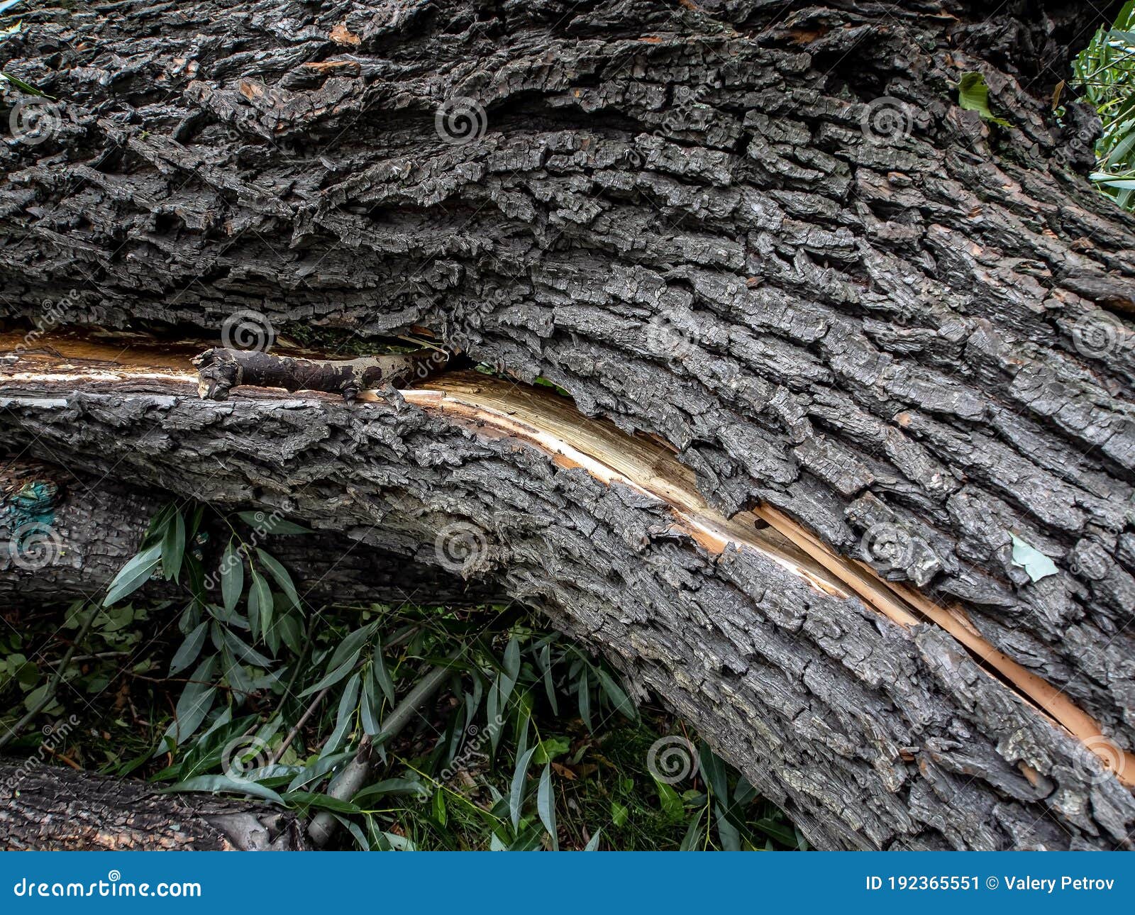 Split in Half Trunk of a Broken Tree during a Strong Wind in the City ...
