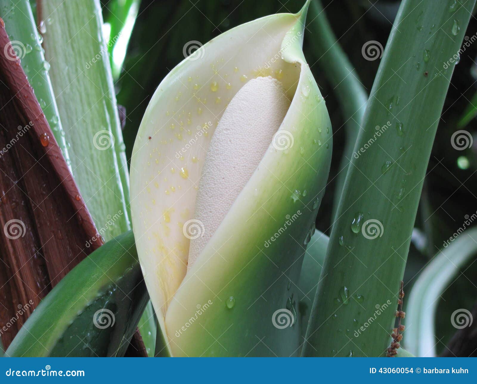 Split leaf flower stock photo. Image of surrounding, flower - 43060054
