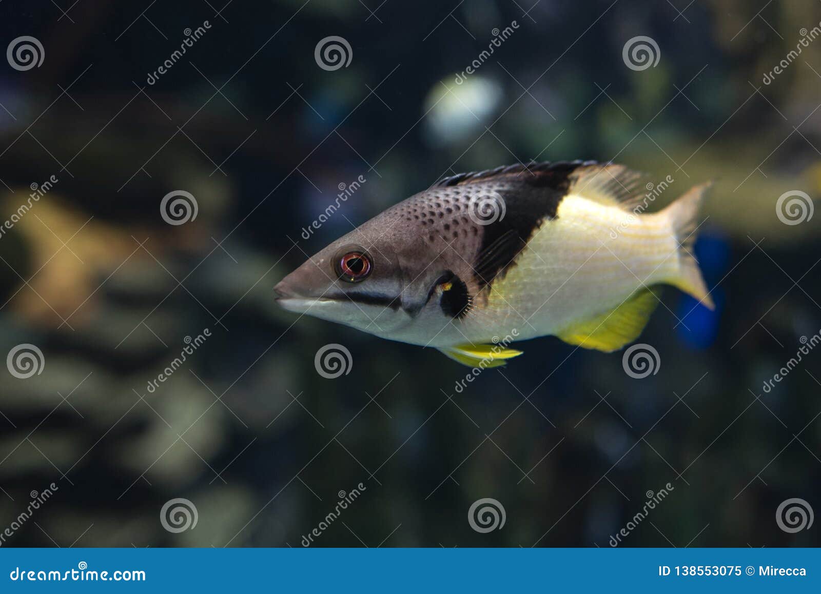 Split-level Hogfish, Bodianus Mesothorax, Coral Fish Stock Image ...