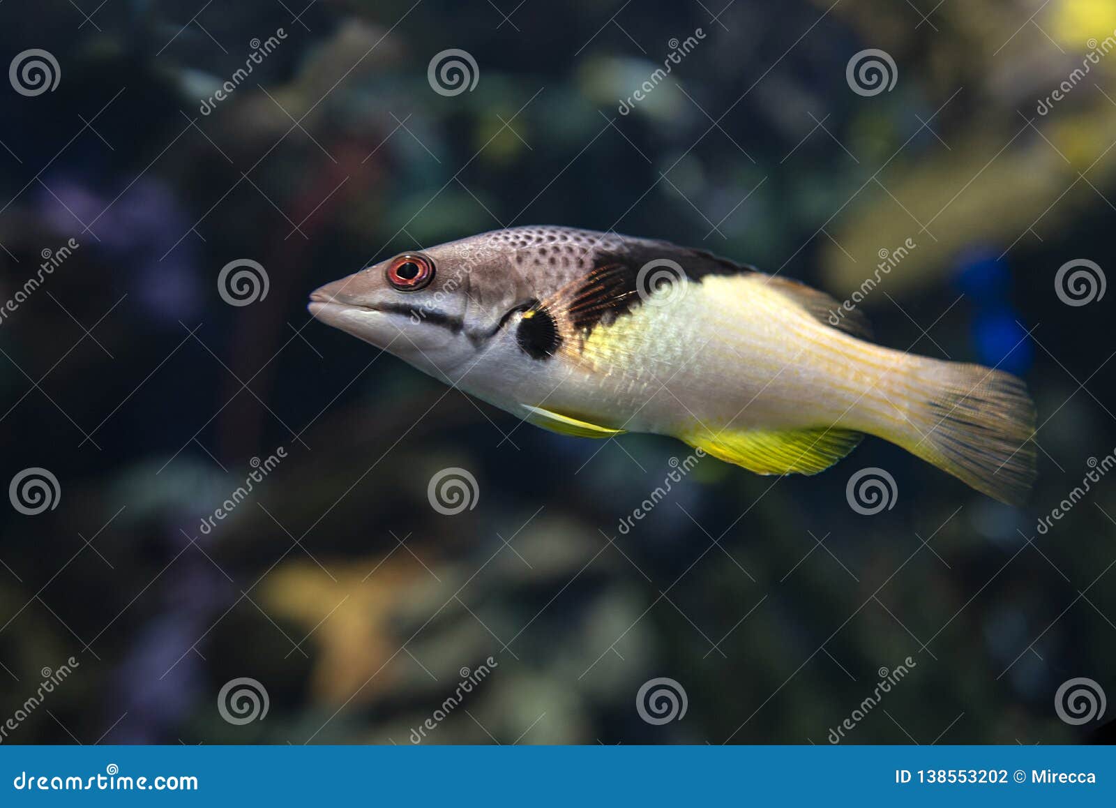 Split-level Hogfish, Bodianus Mesothorax, Coral Fish Stock Photography ...