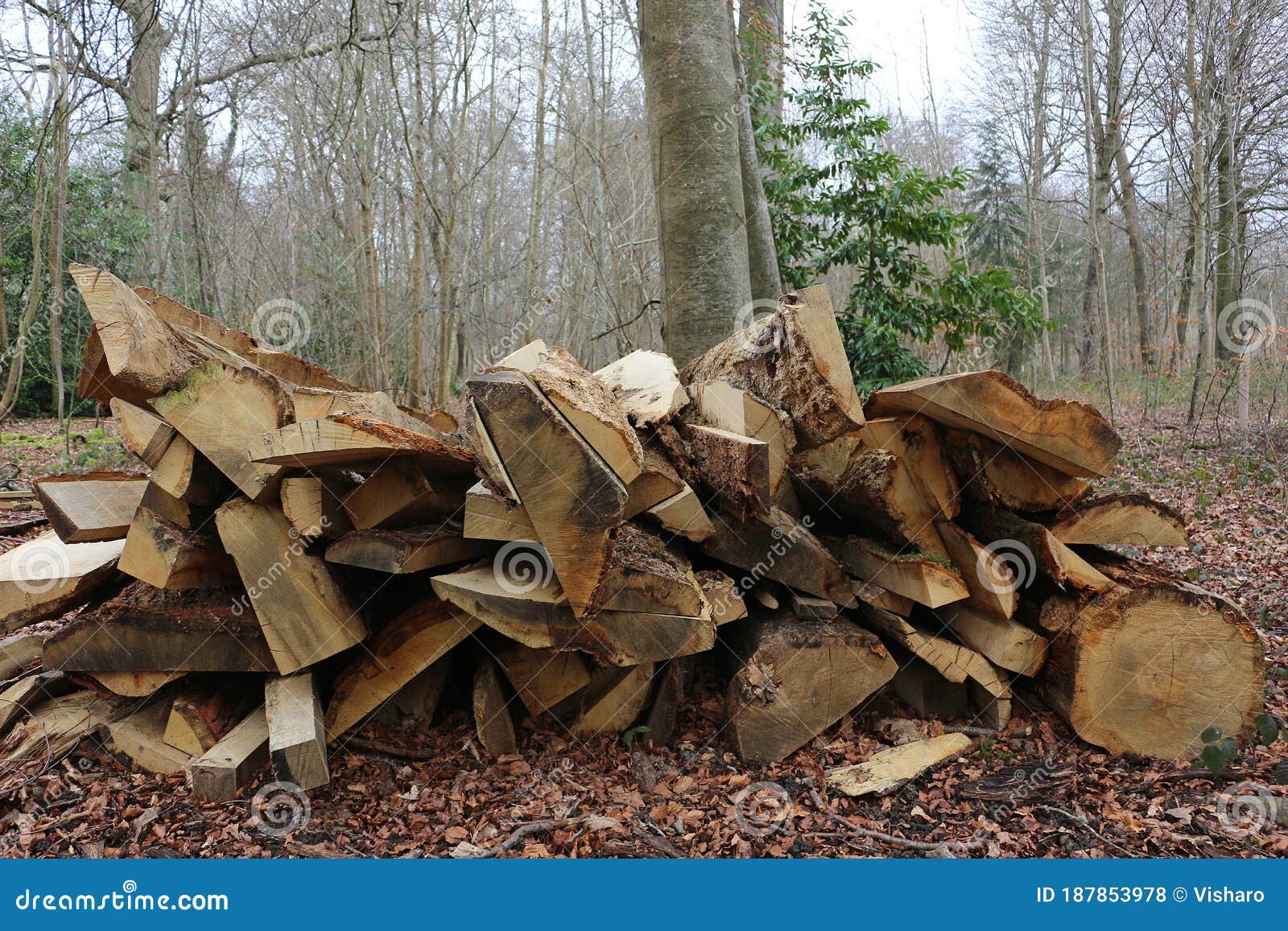 Split Logs Stacked in a Forest Stock Photo - Image of outdoor ...