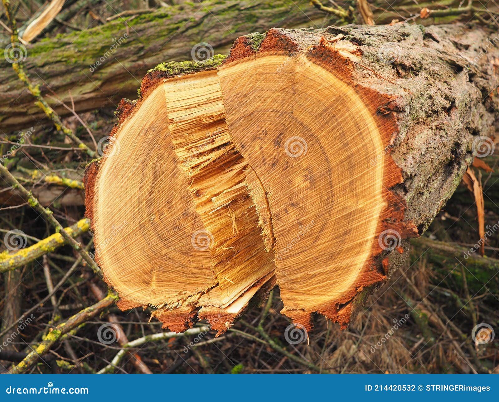 Split through the Middle of a Fresh Cut Timber Log Stock Photo - Image ...