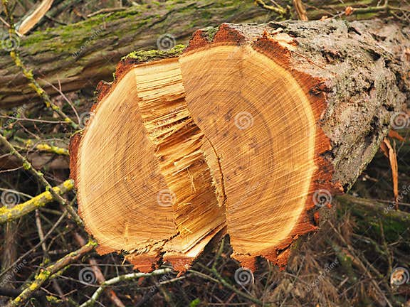 Split through the Middle of a Fresh Cut Timber Log Stock Photo - Image ...