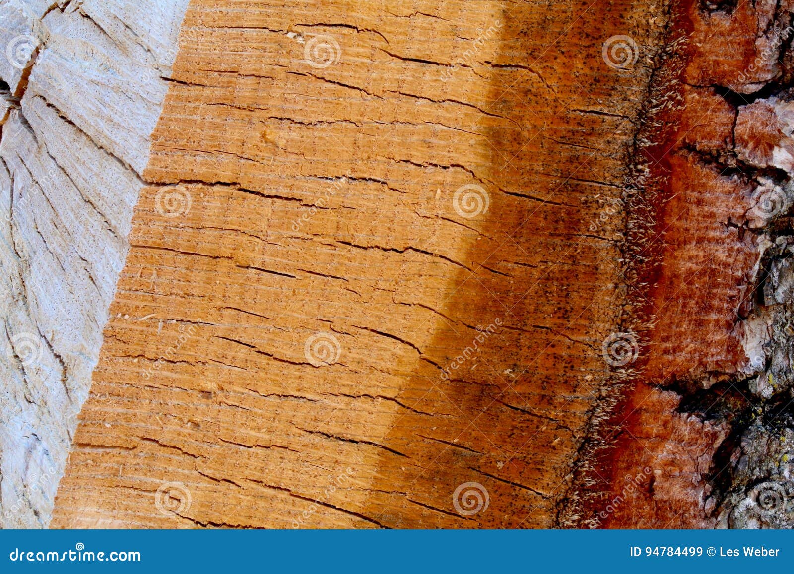 Split Oak Cross Section stock image. Image of plank, abstract - 94784499