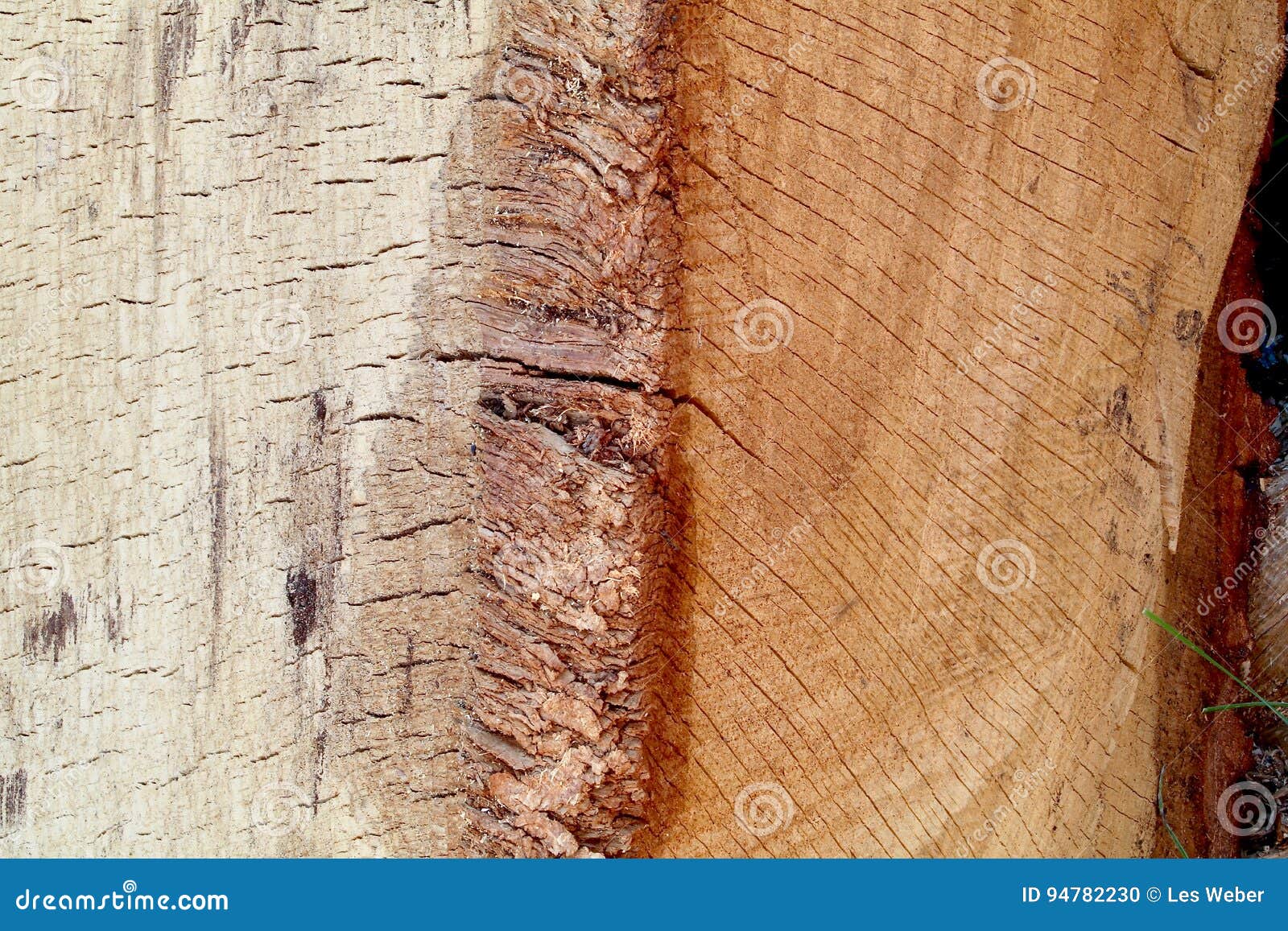 Split Oak Cross Section Edge Photos - Free & Royalty-Free Stock Photos ...