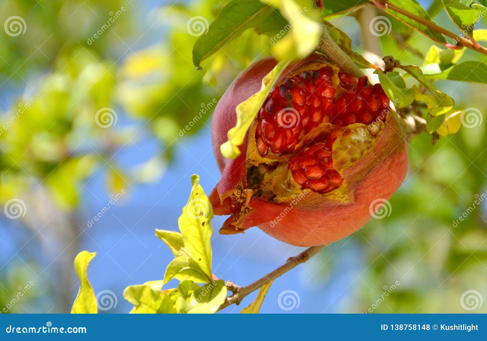 Split Pomegranate on a Tree Stock Photo - Image of pomegranate, plant ...
