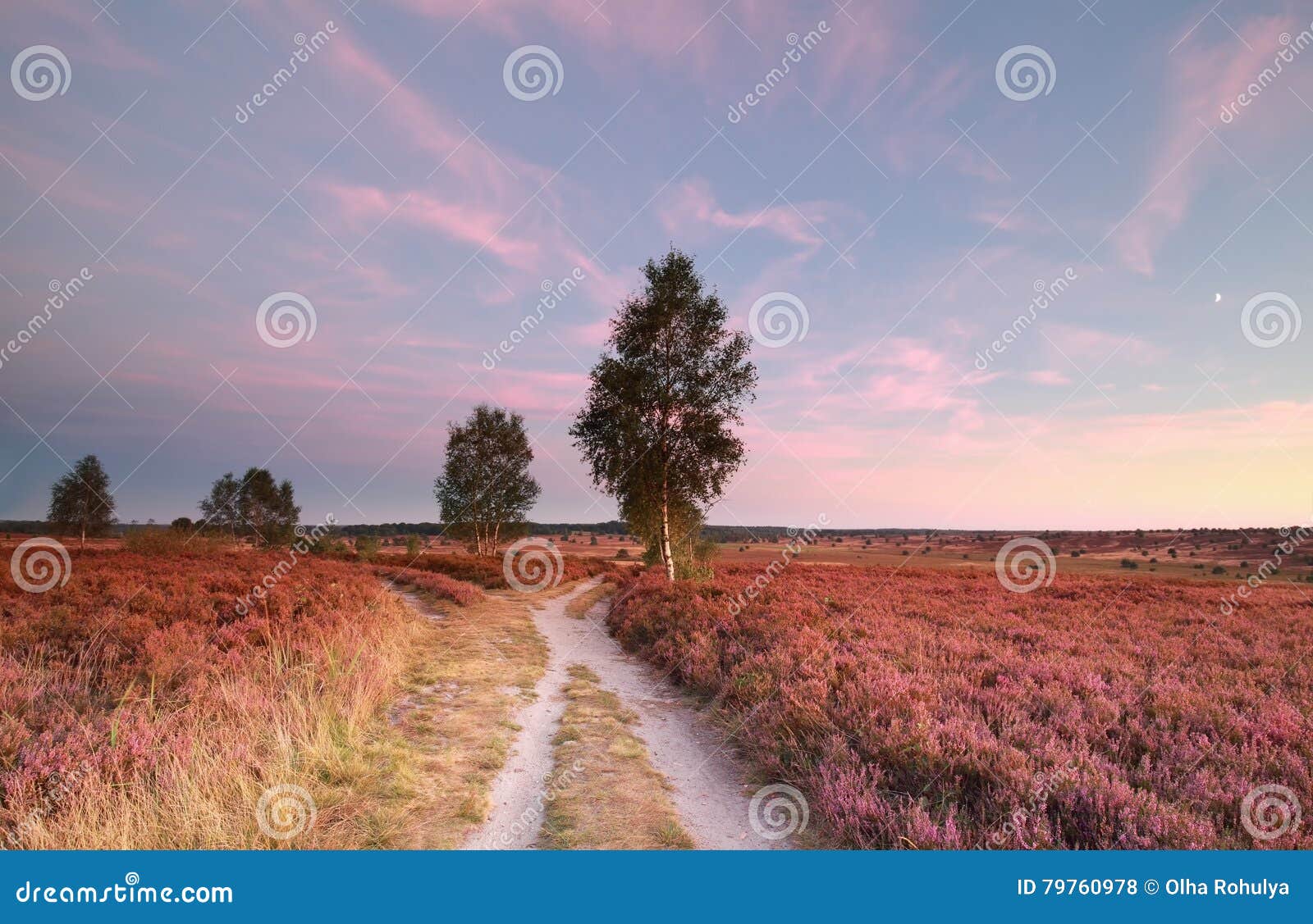 Split Path at Sunset and Heather Flowers Stock Photo - Image of sunset ...