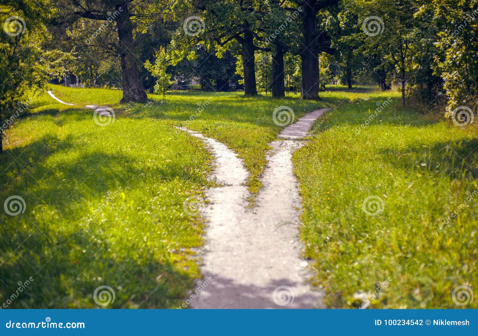 Split paths in the Park stock photo. Image of purpose - 100234542