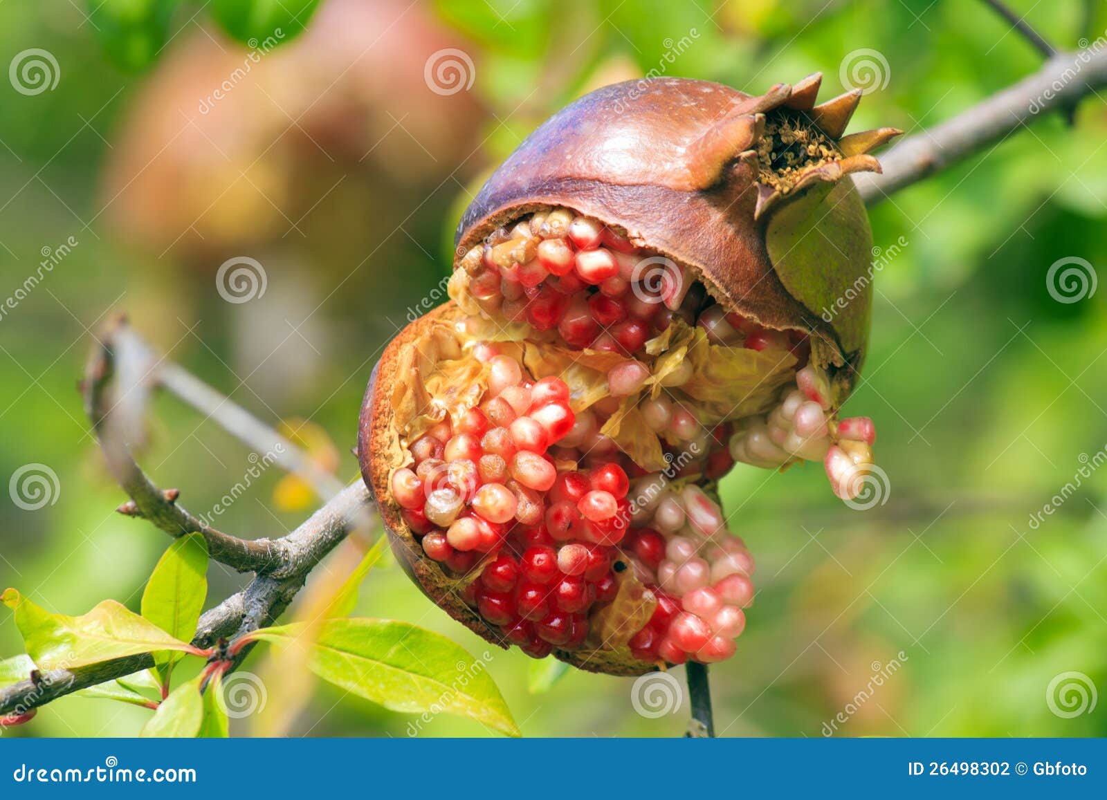Split Pomegranate stock photo. Image of grains, open - 26498302