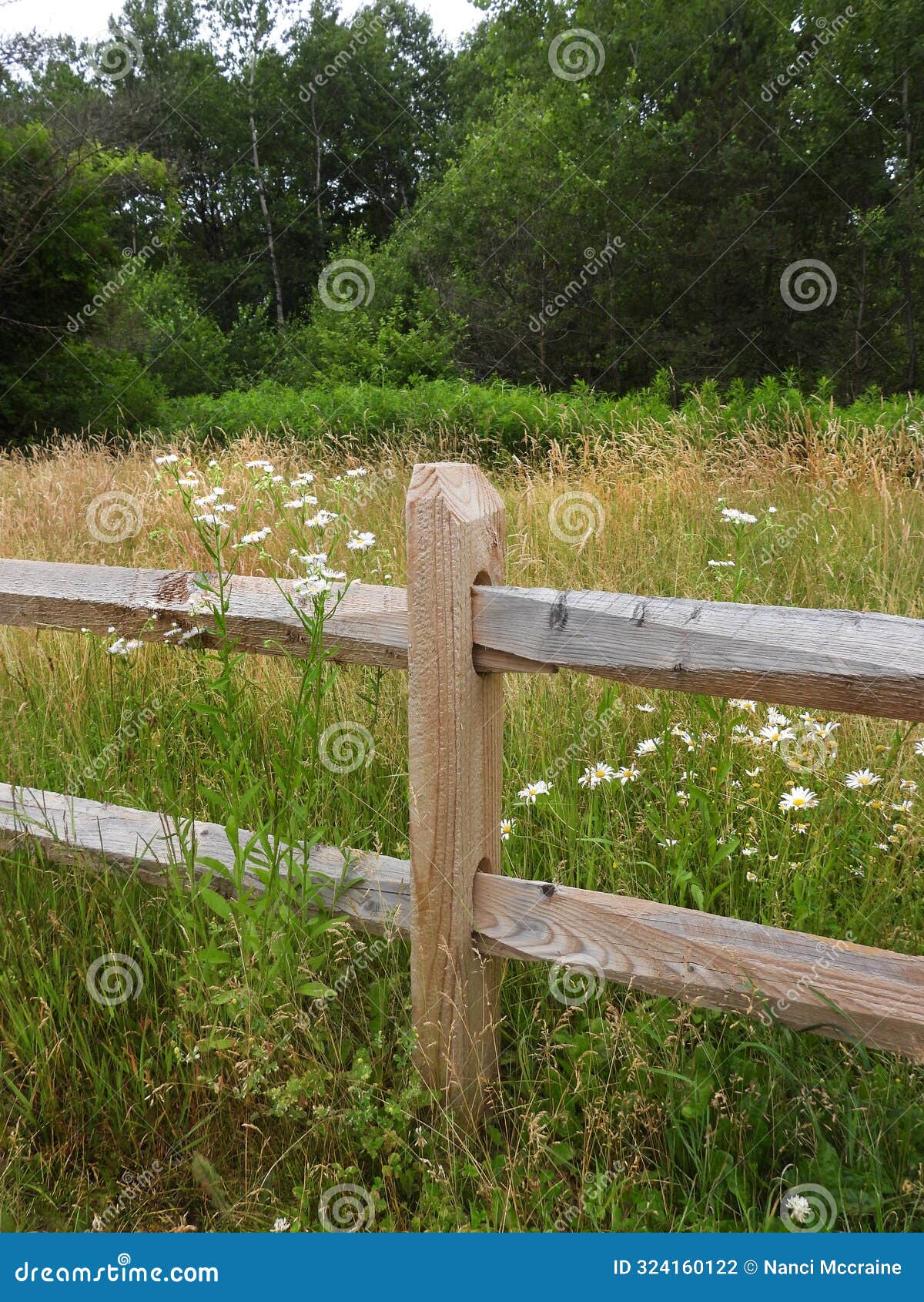 Split Rail Fence in Natural Meadow in NewYorkState Nature Trail Stock ...