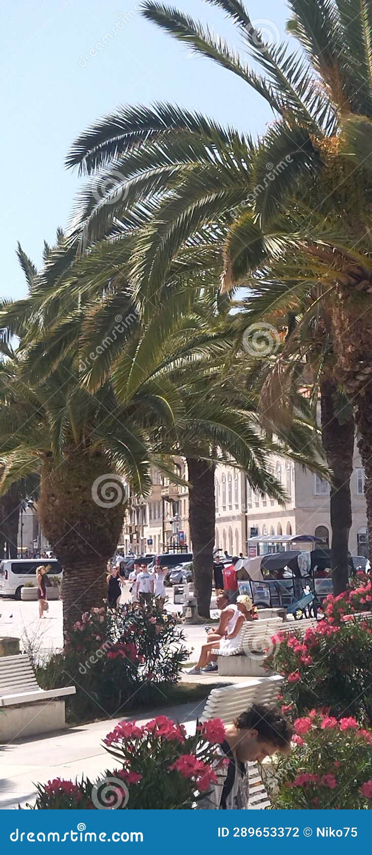 Split Riva - Harbour and Walkway Editorial Photography - Image of palms ...