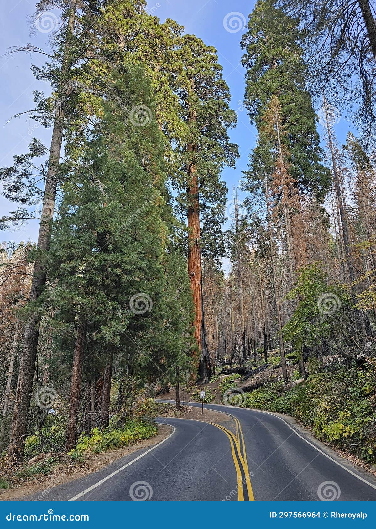 Split Road with Trees stock photo. Image of road, spruce - 297566964