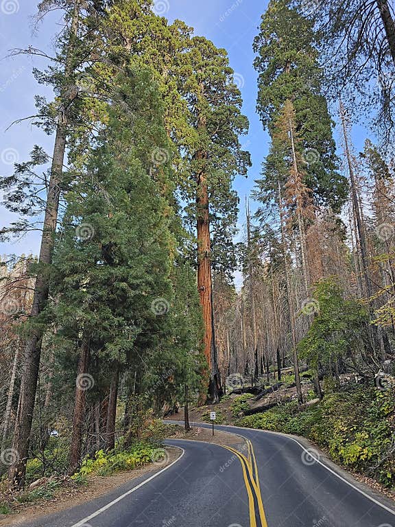 Split Road with Trees stock photo. Image of road, spruce - 297566964