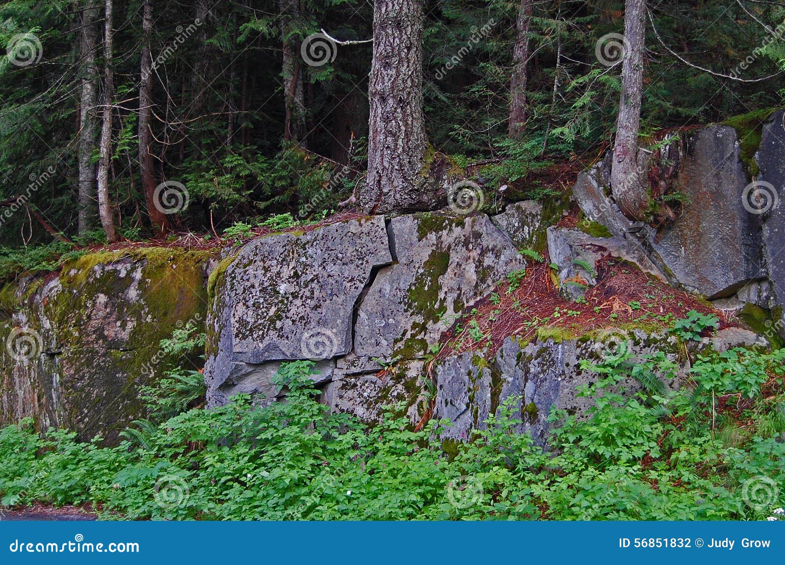 Split Rock stock photo. Image of trees, power, crack - 56851832