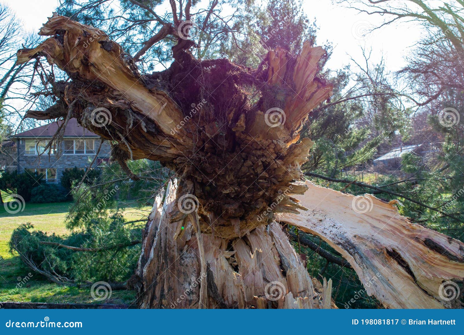 A Split Stump with a Fallen Tree after a Storm at the Elkins Estate ...