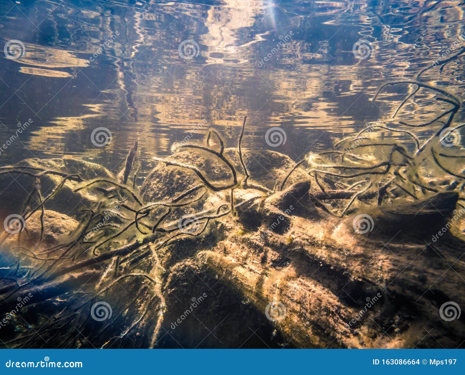 Split-toned Underwater View Of Sunken Trees Royalty-Free Stock Image ...