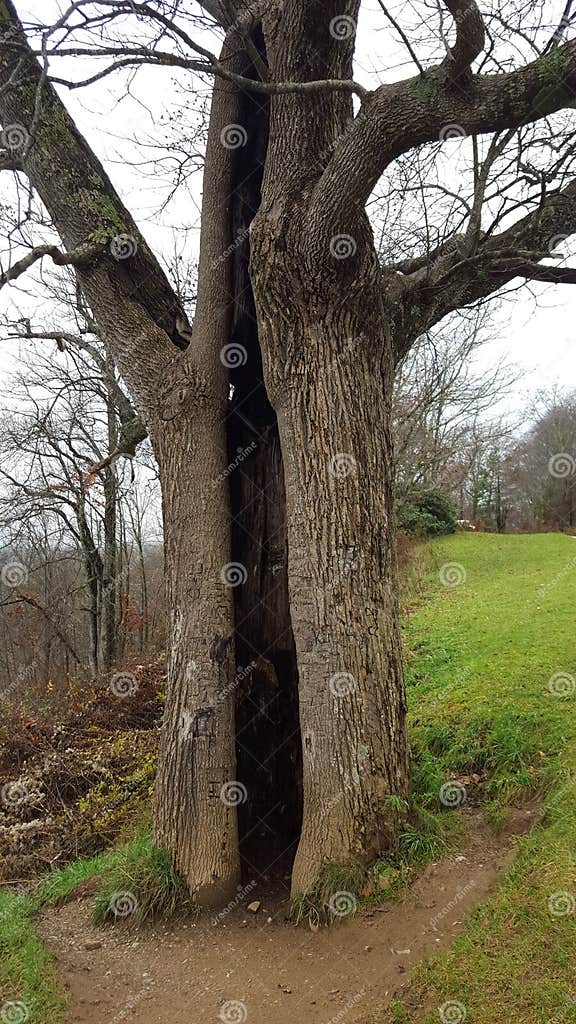Split tree stock image. Image of ridge, tree, parkway - 67065291