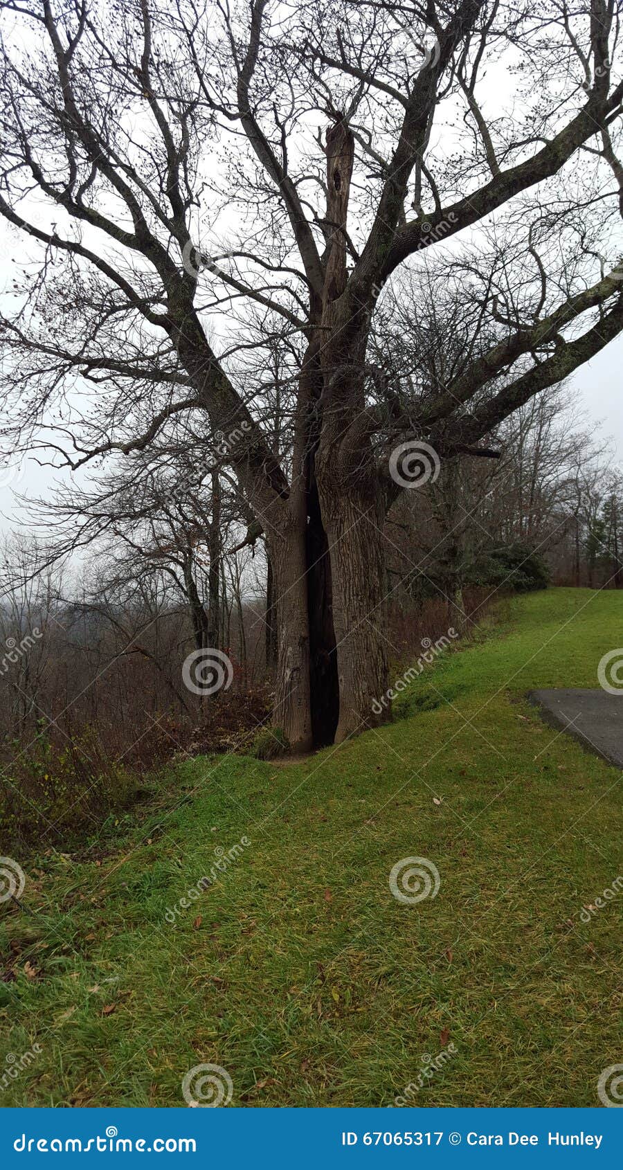 Split tree stock image. Image of shrub, blue, deciduous - 67065317
