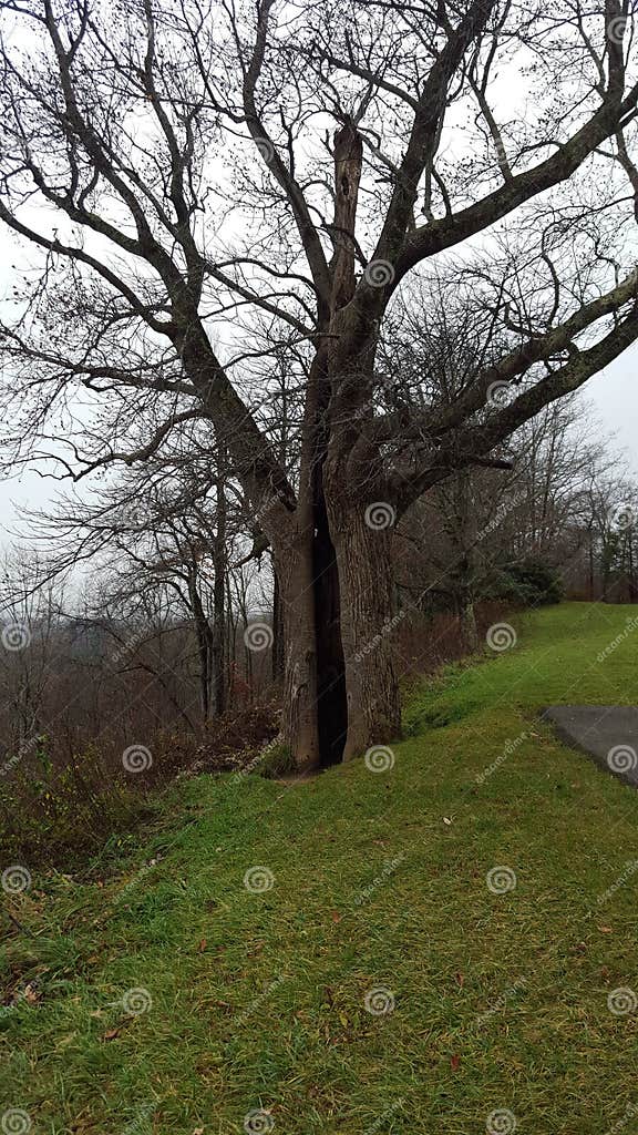 Split tree stock image. Image of shrub, blue, deciduous - 67065317